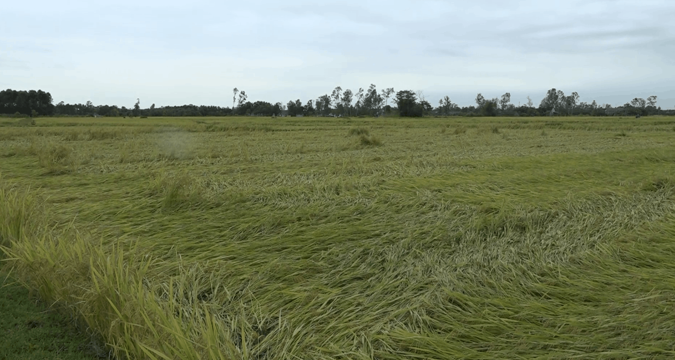 Thăng Bình có 850 ha lúa ở bị ngã đổ do mưa giông kèm theo gió lốc